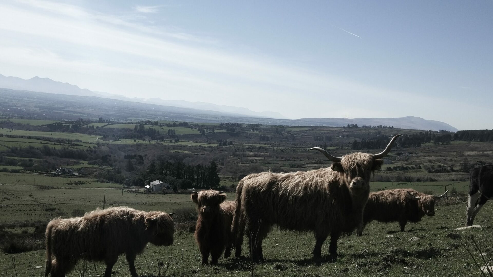 Why are cows bad for the environment | Black field farm