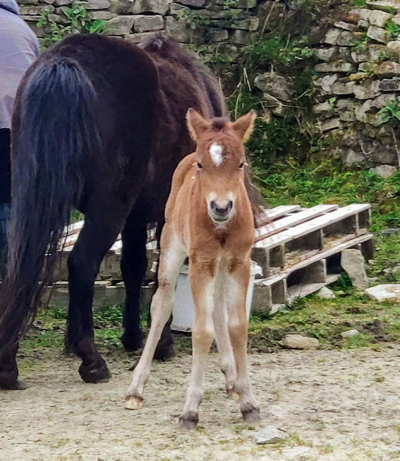 Kerry bog ponies | Black field farm