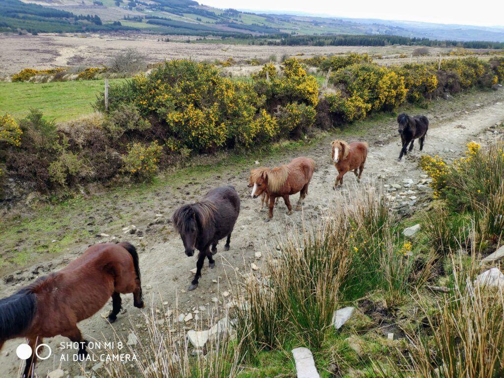 Kerry bog ponies | Black field farm
