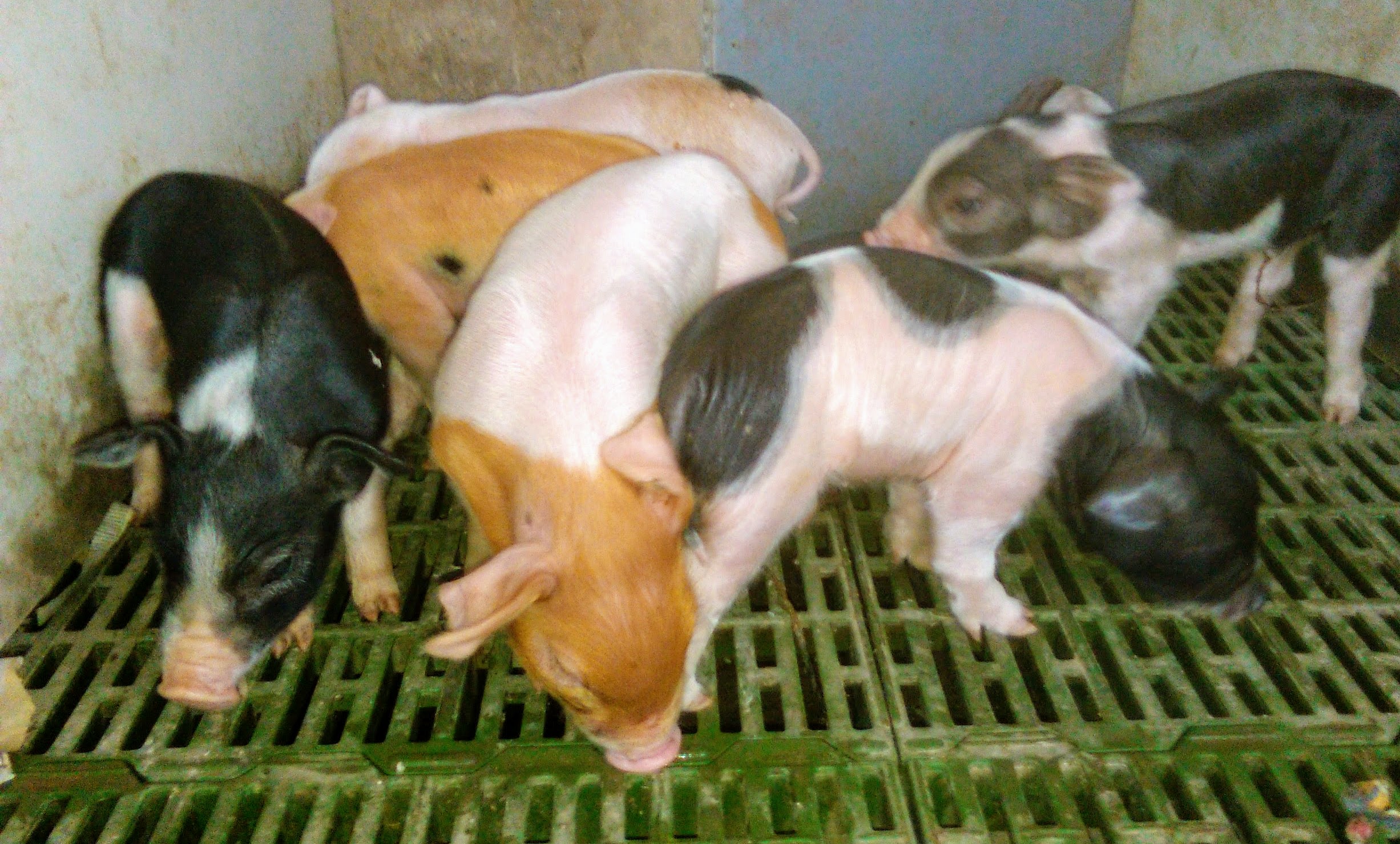 What is factory farming animal cruelty | Black field farm