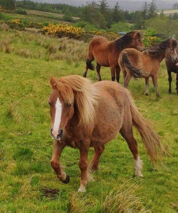 Kerry bog ponies | Black field farm
