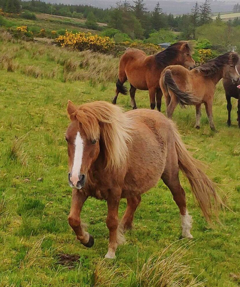 Kerry bog ponies | Black field farm