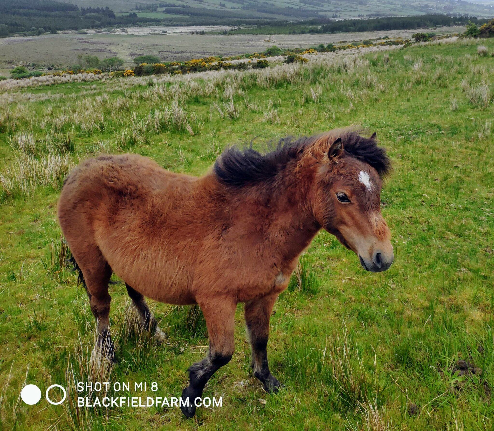 Kerry bog ponies | Black field farm