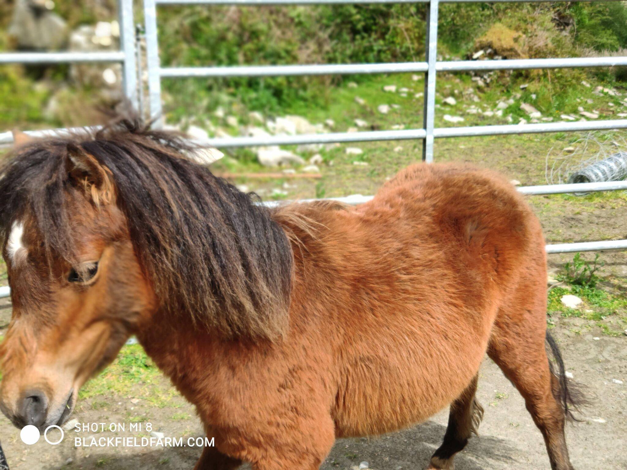Kerry bog ponies | Black field farm