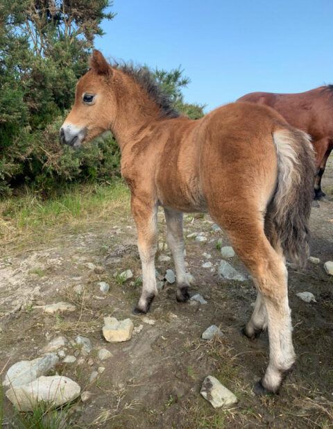 My little kerry bog poniesMy little kerry bog ponies | | Black field ...